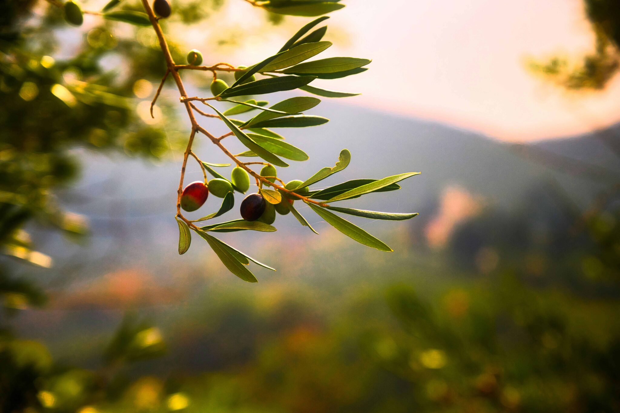 Three Stories that Illustrate the many Roles Olive Oil played in ...