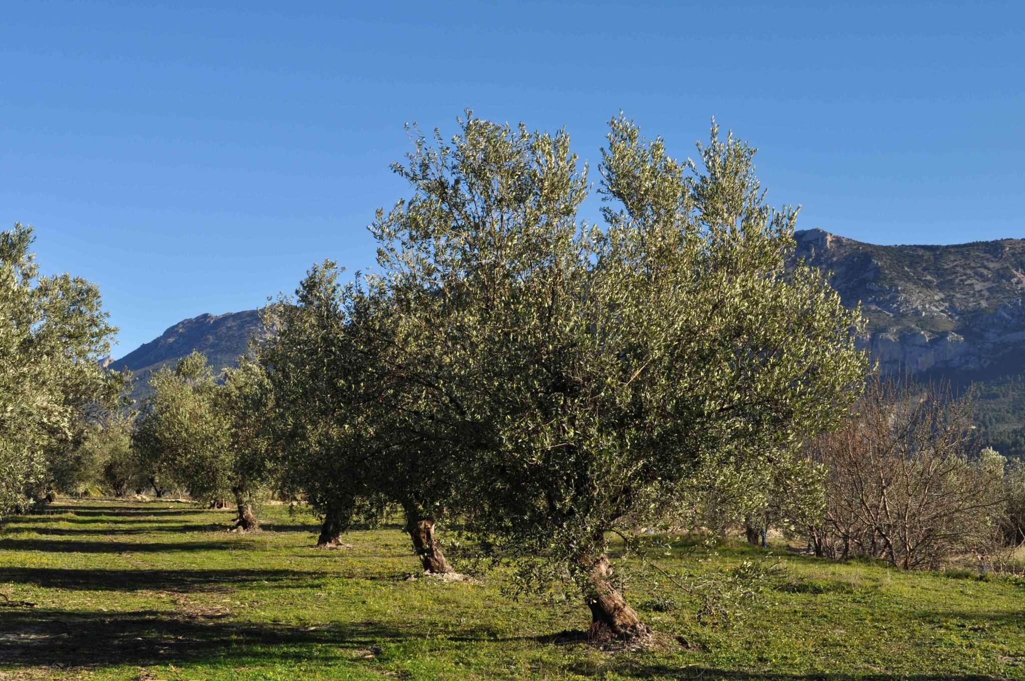The Oldest Olive Tree in the World – The World of Olive Oil